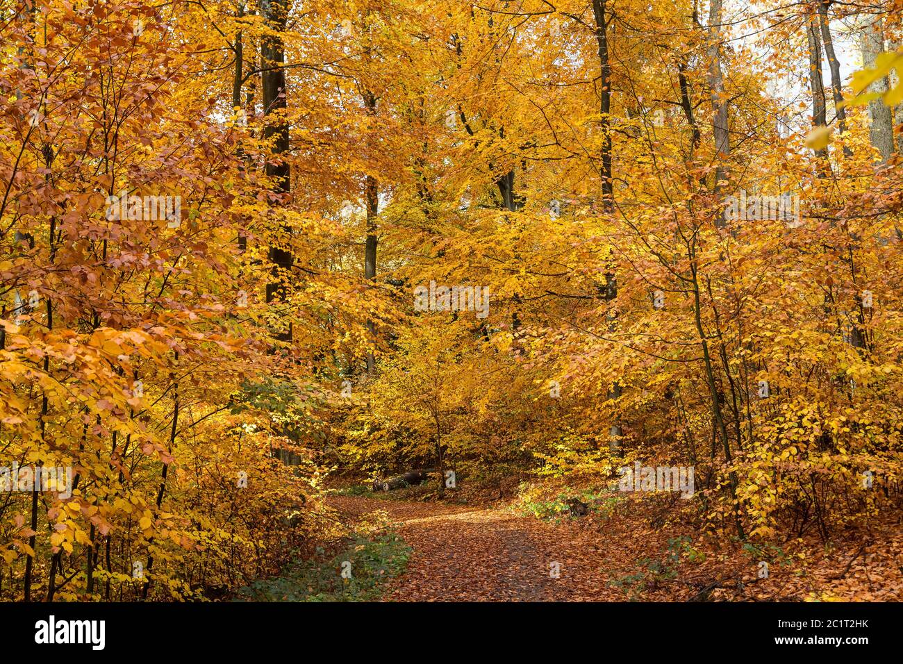 Small walking way in a colorful autumn forest Stock Photo - Alamy