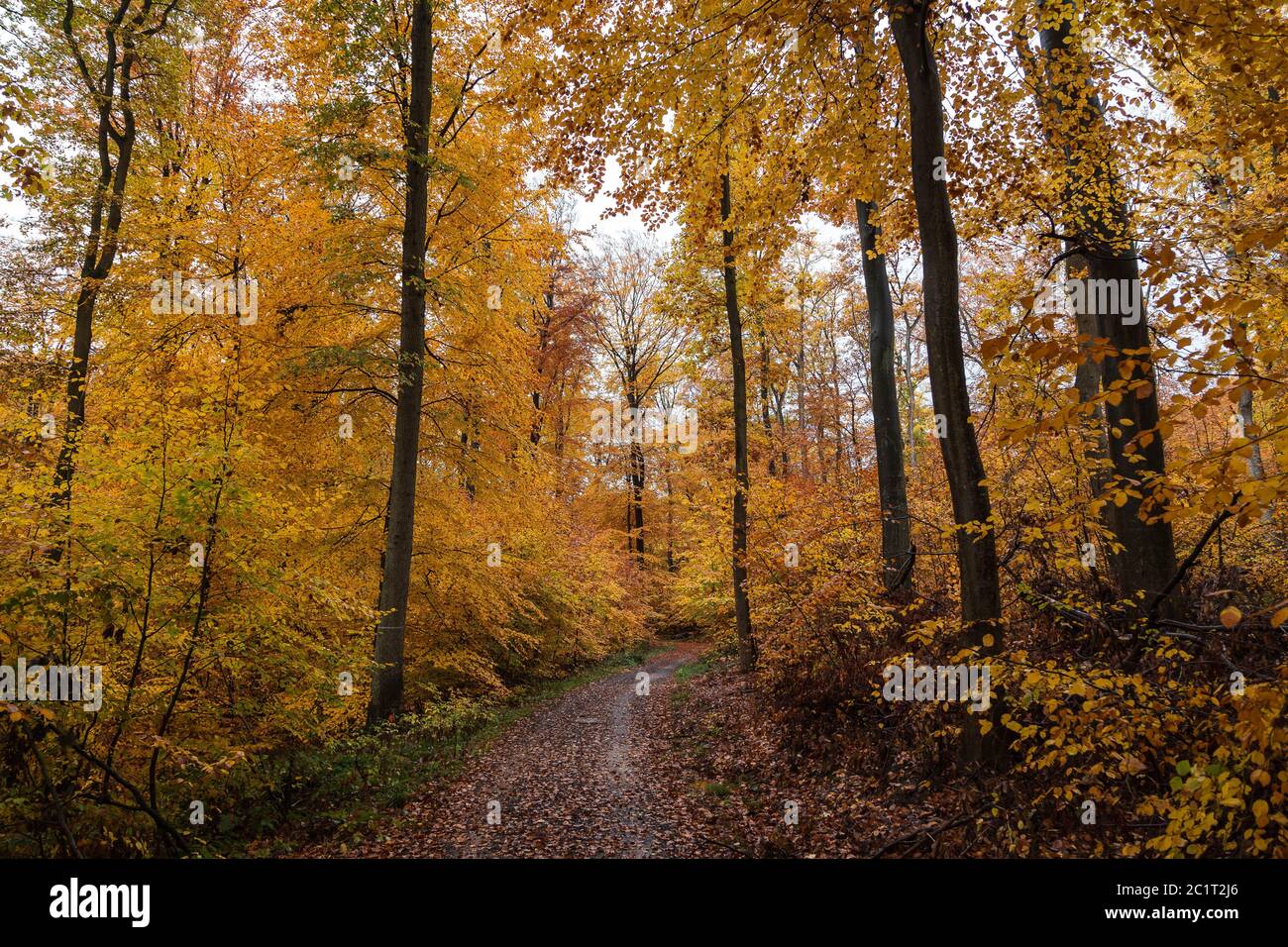 Small walking way in a colorful autumn forest Stock Photo - Alamy