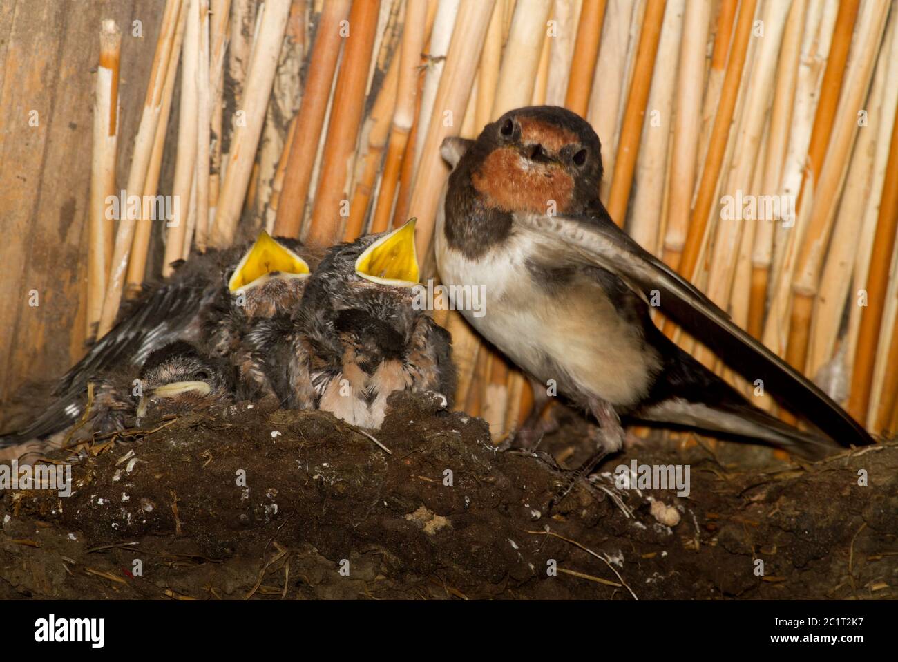 Young Barn swallows, Hirundo rustica, in nest in barn of farmhouse ...