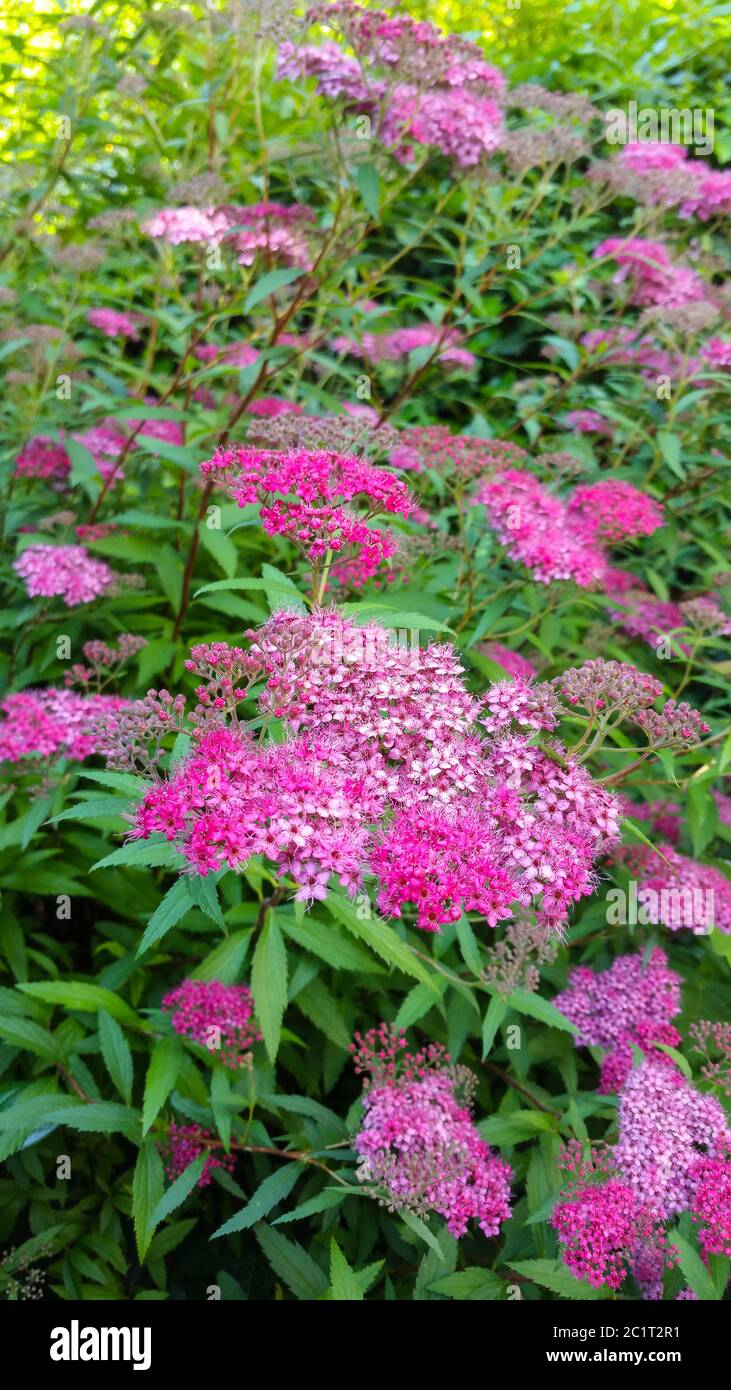 Still flower hi-res stock photography and images - Alamy