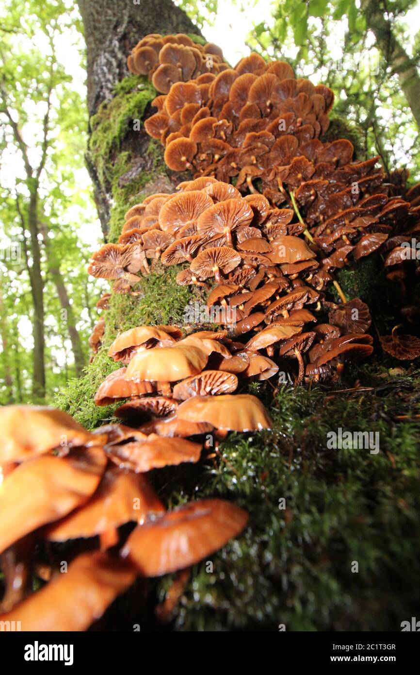 Mushrooms tree hi-res stock photography and images - Alamy