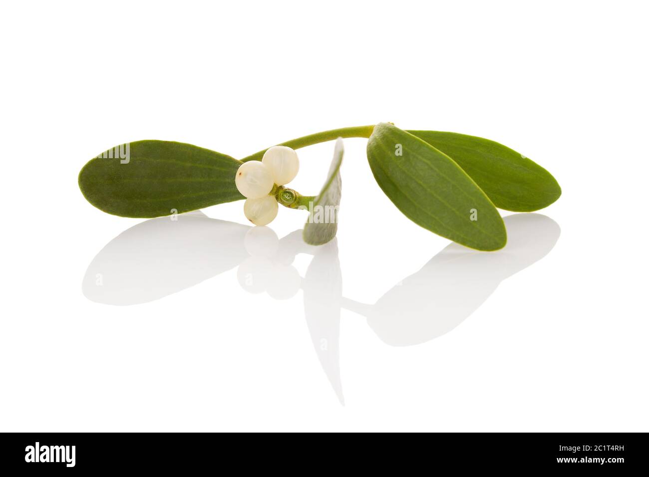 The Common Mistletoe (Viscum album) leaves are used in herbal medicine ...