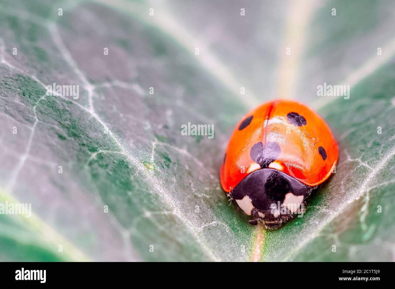 Coccinella septempunctata, known as seven-spot ladybird, seven-spotted ...