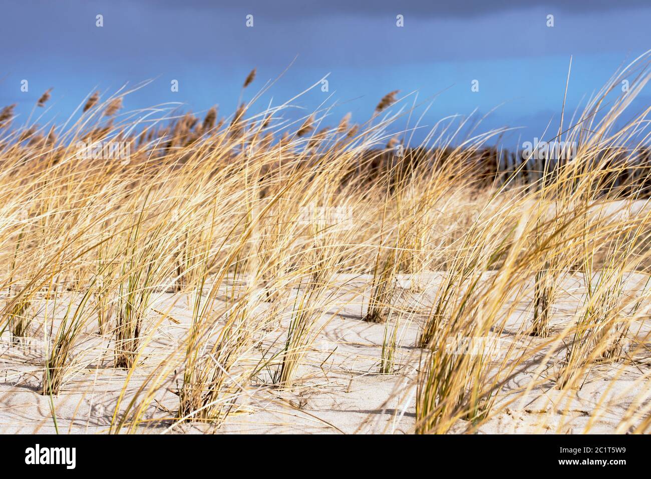 Sand rice grass hi-res stock photography and images - Alamy