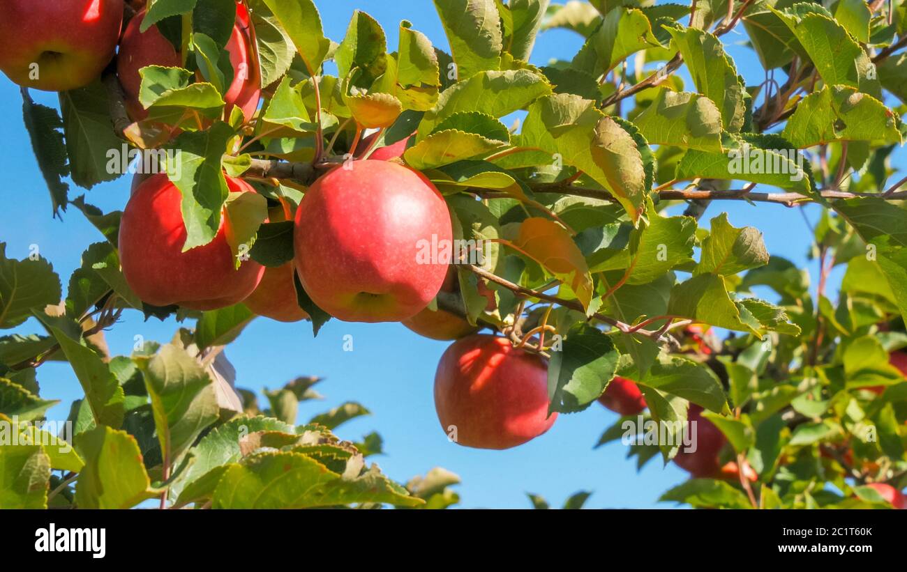 low angle close of a branch of delicious ripe fuji apples Stock Photo ...