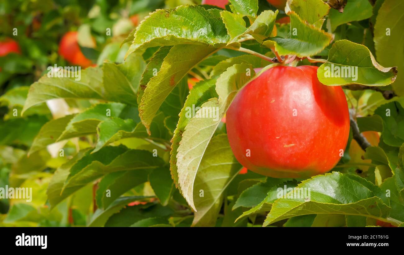Pink lady tree hi-res stock photography and images - Alamy