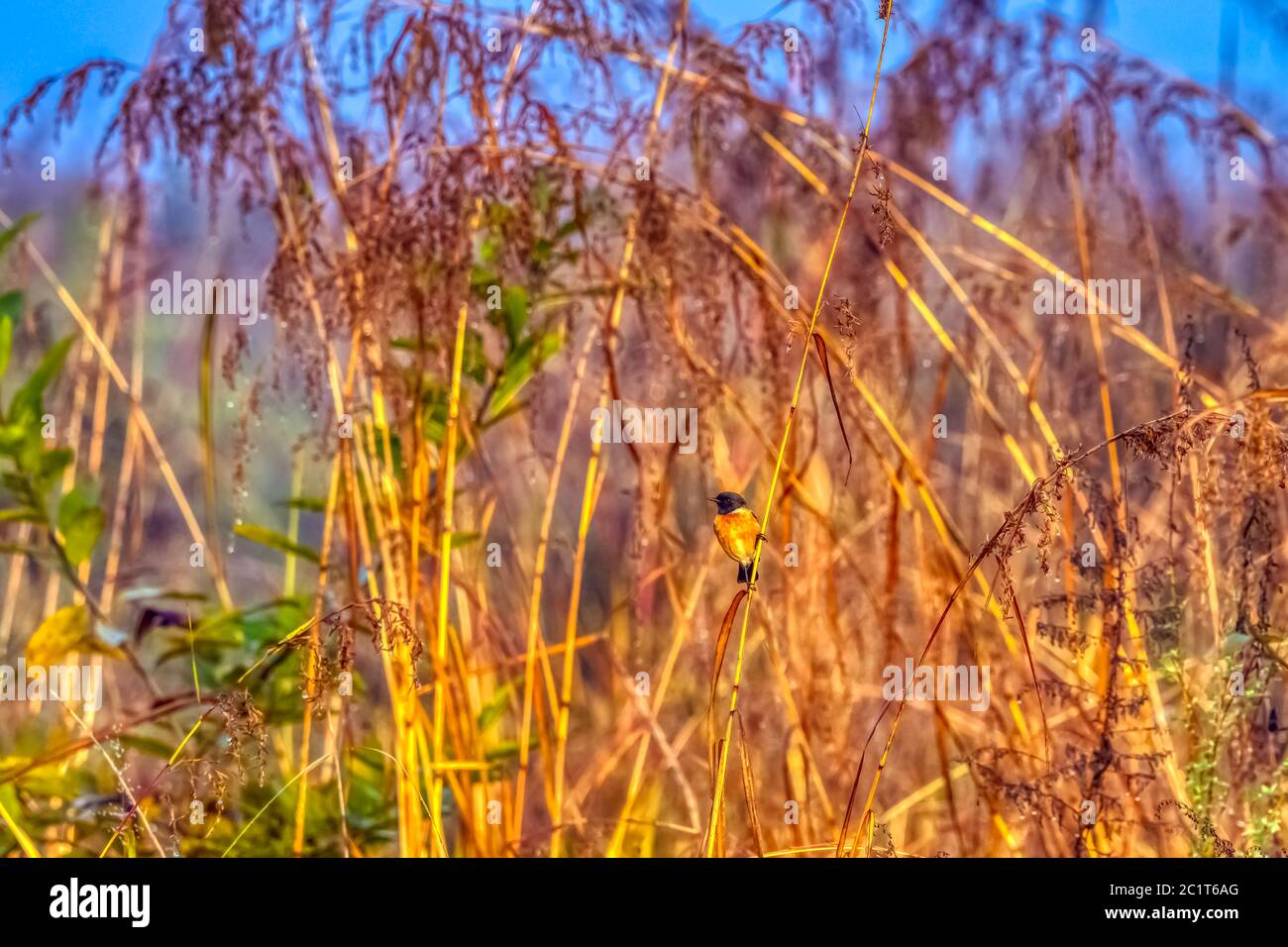 Blue-throated blue flycatcher (Cyornis rubeculoides) in Jim Corbett ...