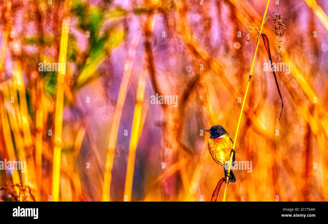 Blue-throated blue flycatcher (Cyornis rubeculoides) in Jim Corbett ...