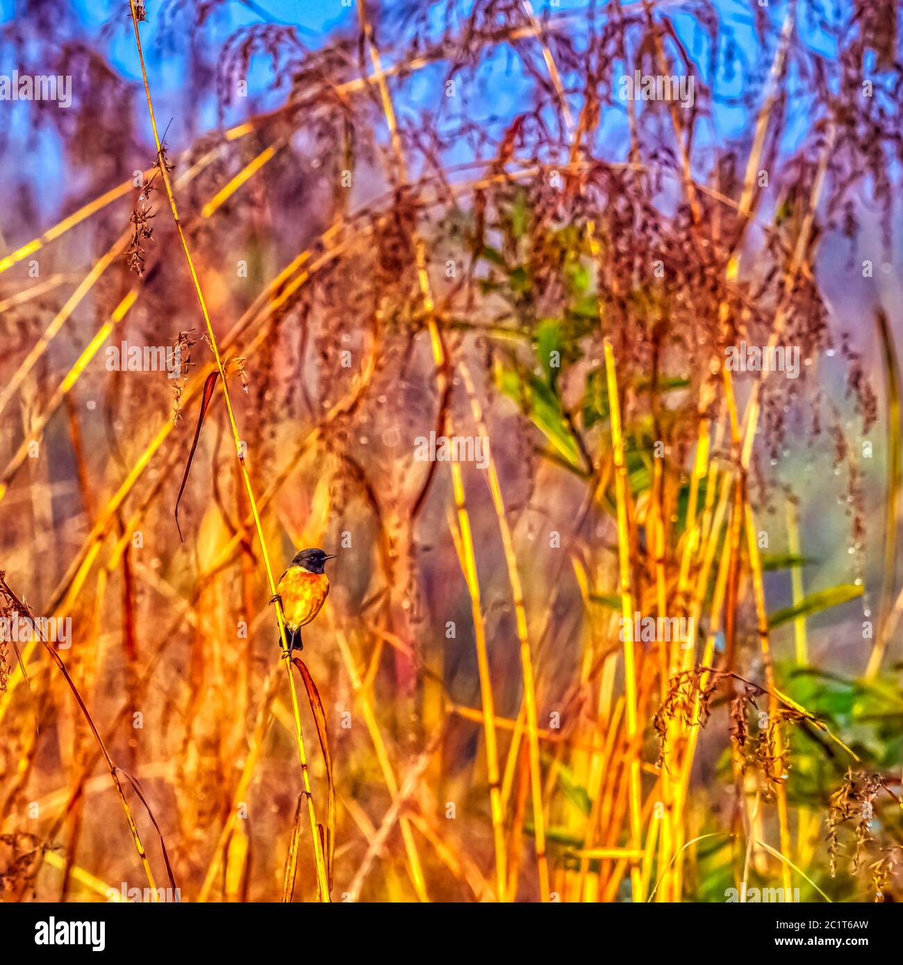 Blue-throated blue flycatcher (Cyornis rubeculoides) in Jim Corbett ...