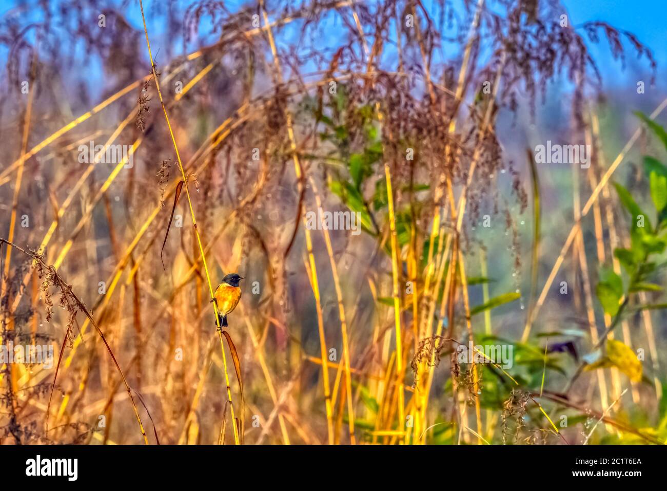 Blue-throated blue flycatcher (Cyornis rubeculoides) in Jim Corbett ...