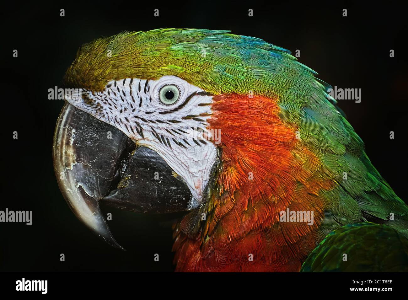 The Macaw Parrot Stock Photo - Alamy