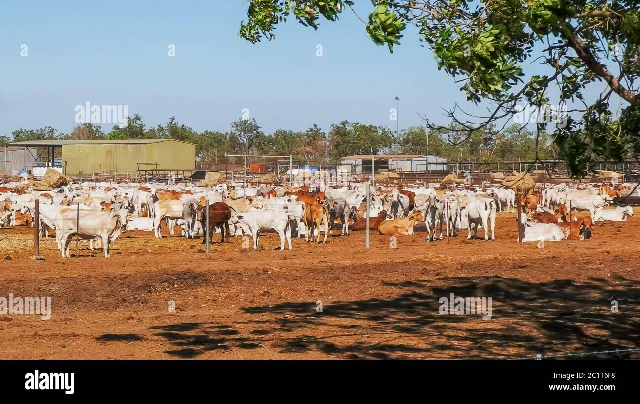 large herd of australian brahman beef cattle are held at a cattle yard ...