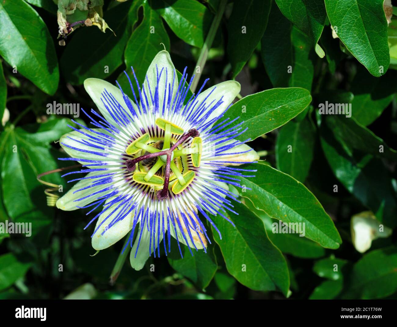 Passionflower leaves hi-res stock photography and images - Alamy