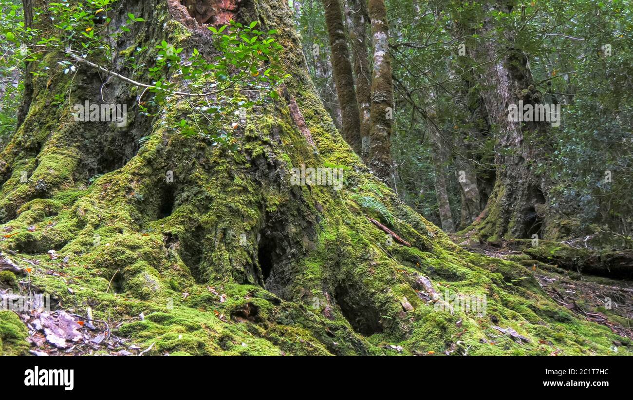 Base of pine tree hi-res stock photography and images - Alamy