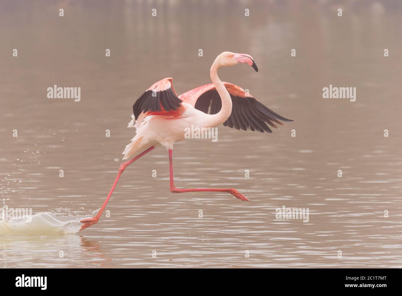 Flamingo flight camargue wings hi-res stock photography and images - Alamy