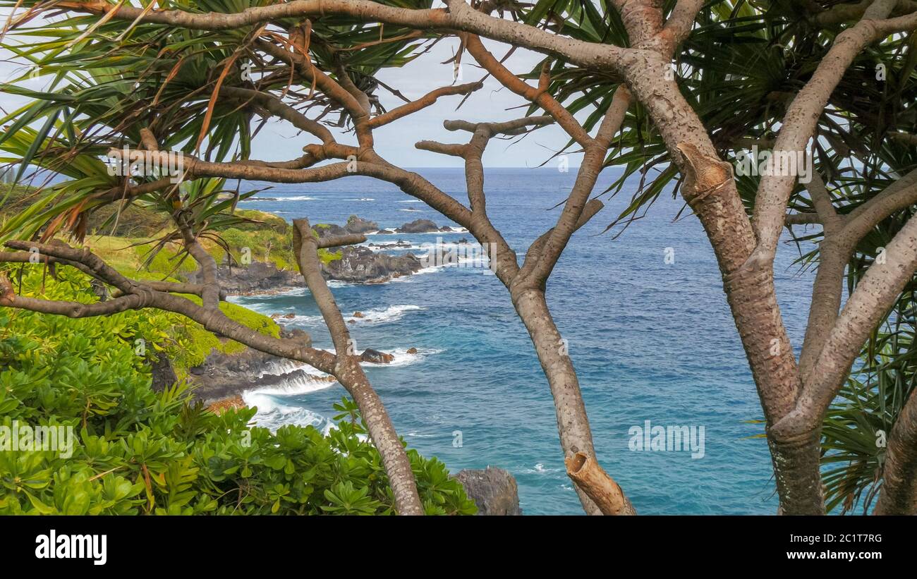 maui's famous hana coastline and pandanus tree Stock Photo - Alamy