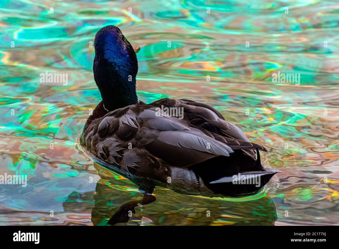 French duck hi-res stock photography and images - Alamy