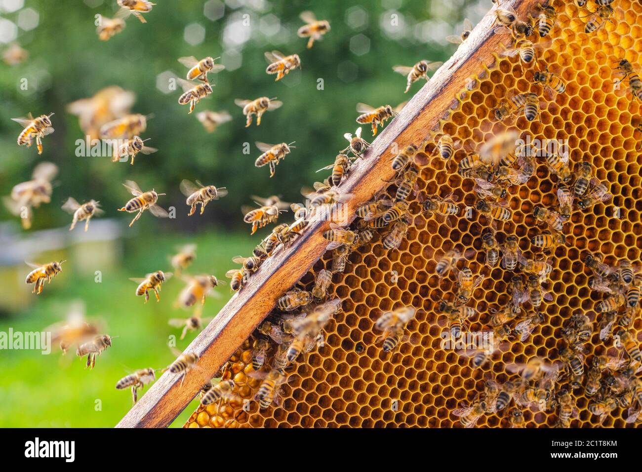 honey bees on honeycomb in apiary in summertime Stock Photo - Alamy