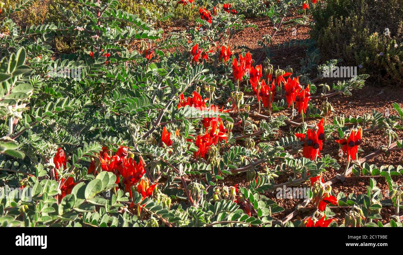 wide shot of a bright red start's desert pea growing on the ground ...