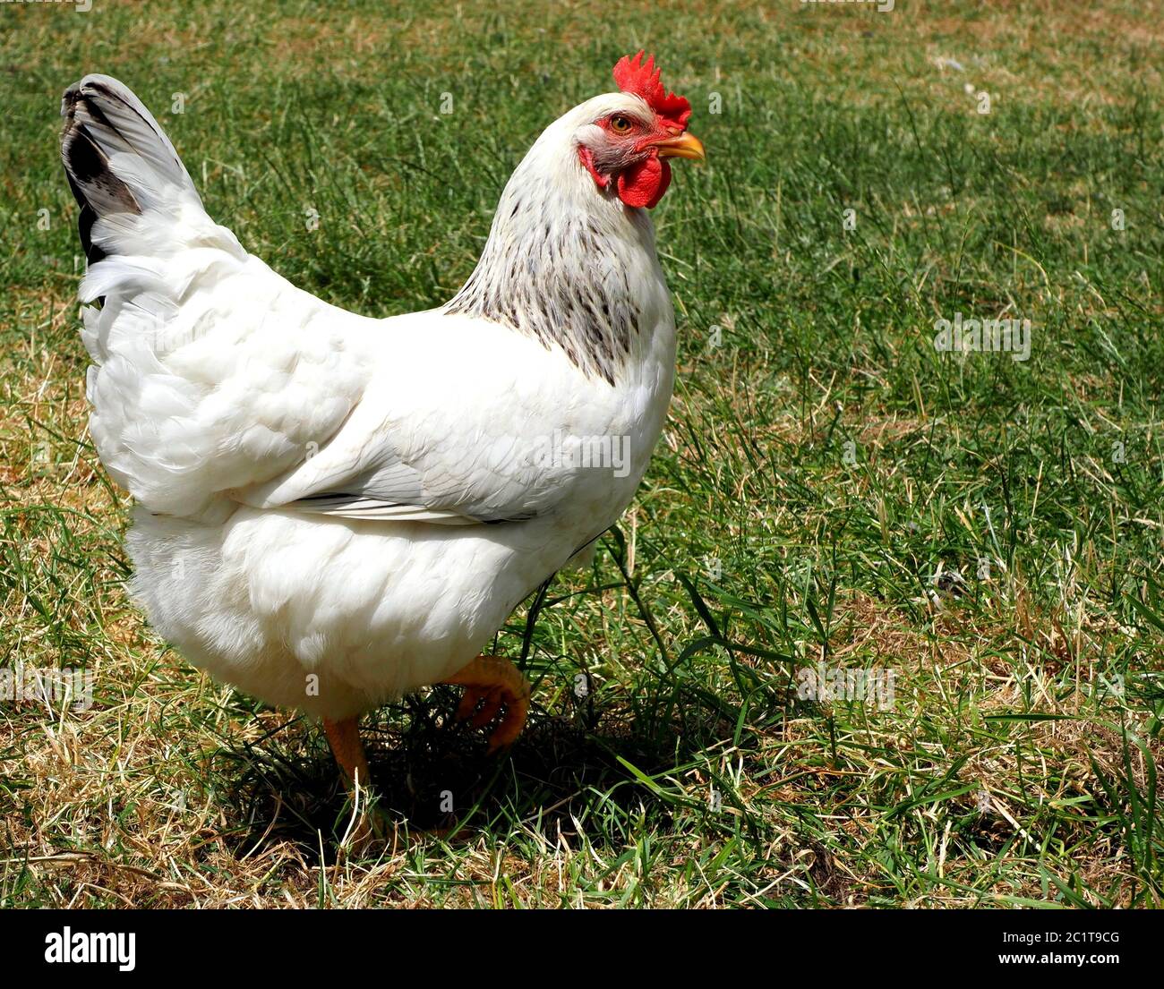 Aves poultry hi-res stock photography and images - Alamy