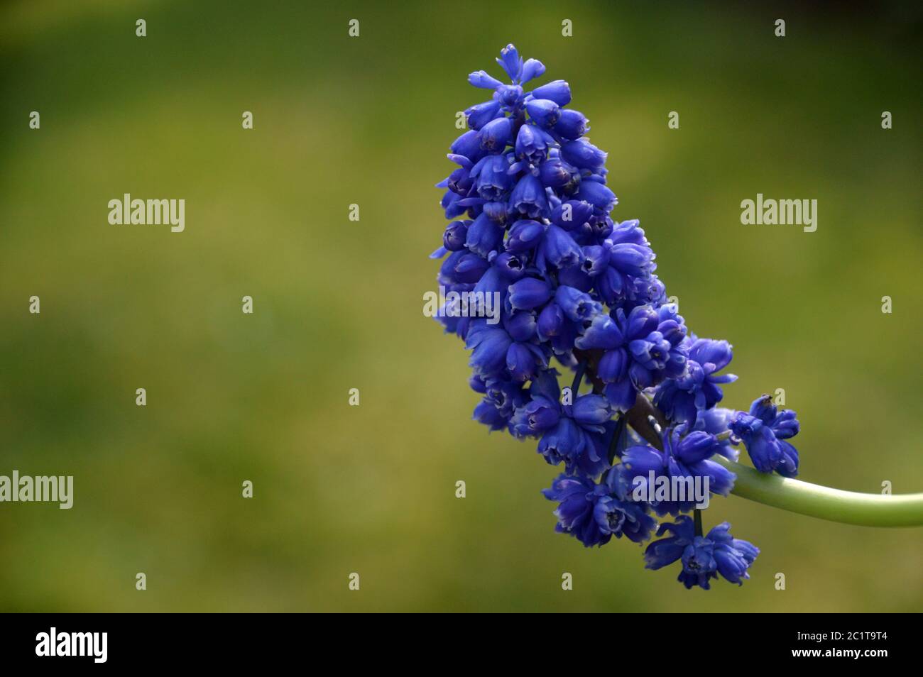 Single Double-Flowered Muscari (Blue Spike) Grape Hyacinth Flowerhead ...