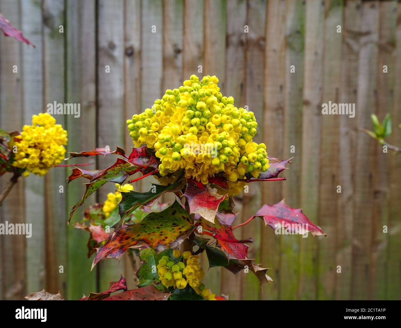 Holly bush flowers hi-res stock photography and images - Alamy