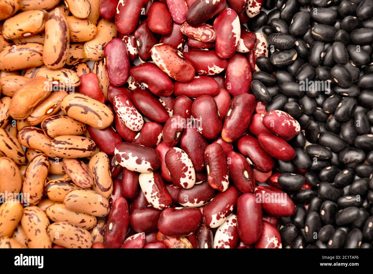 Beans. Colored rows Stock Photo - Alamy
