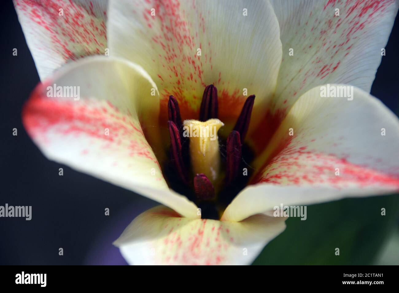 Czaar peter hi-res stock photography and images - Alamy