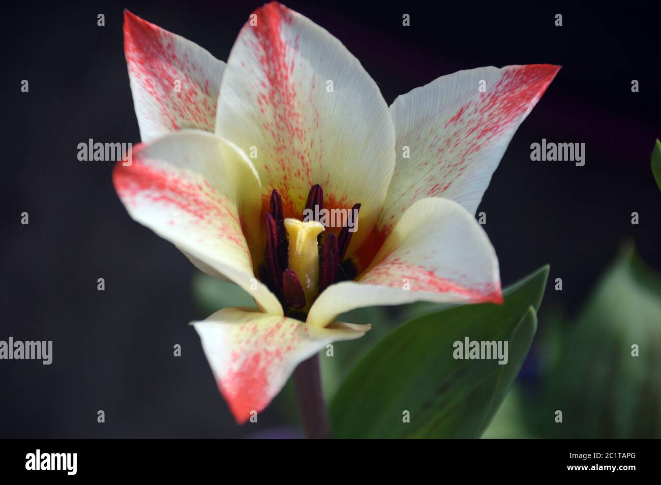 Red & White Tulips 'Czar Peter' grown in a English Border Stock Photo ...