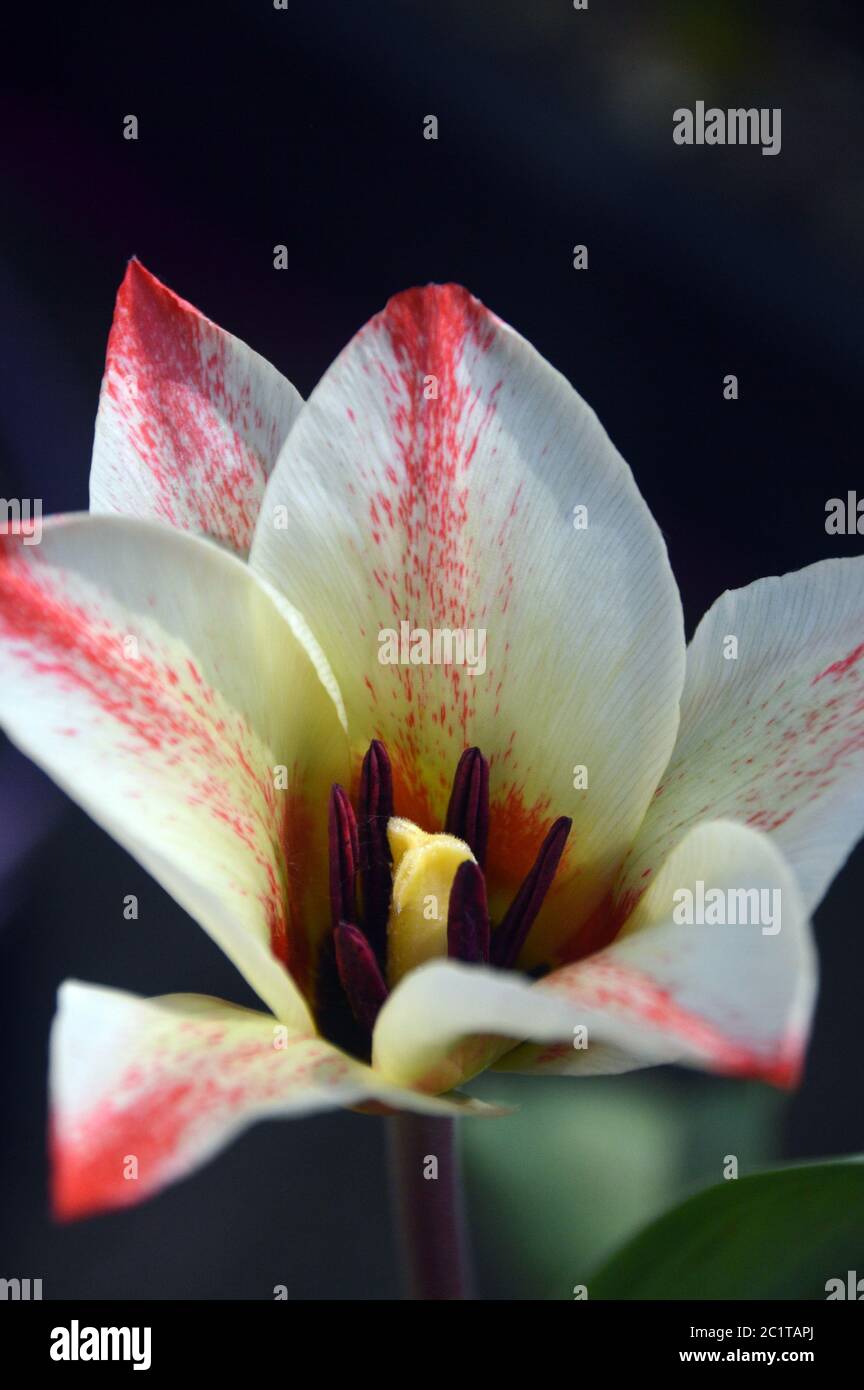 Czaar peter hi-res stock photography and images - Alamy