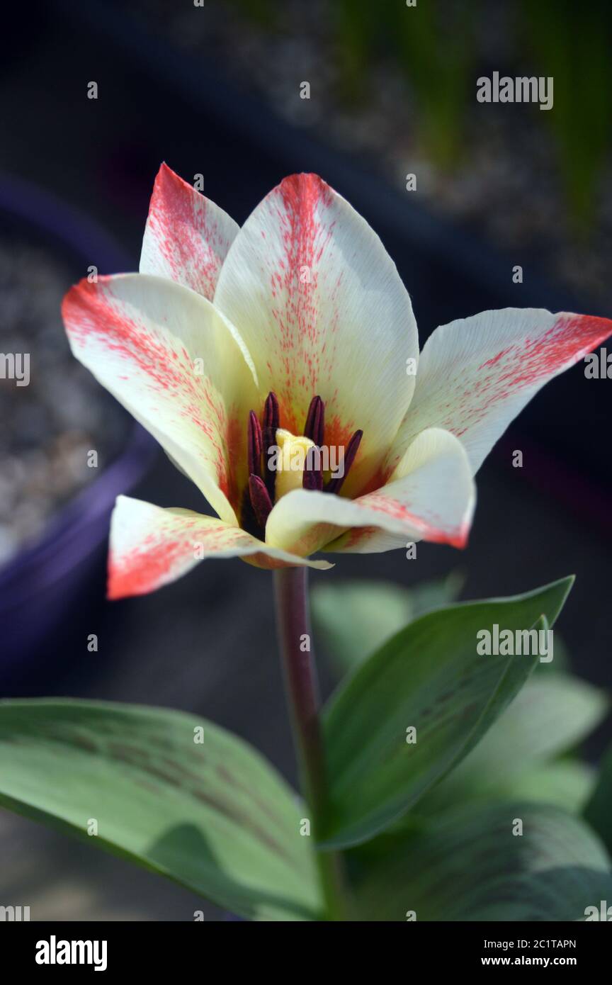 Red & White Tulips 'Czar Peter' grown in a English Border Stock Photo ...