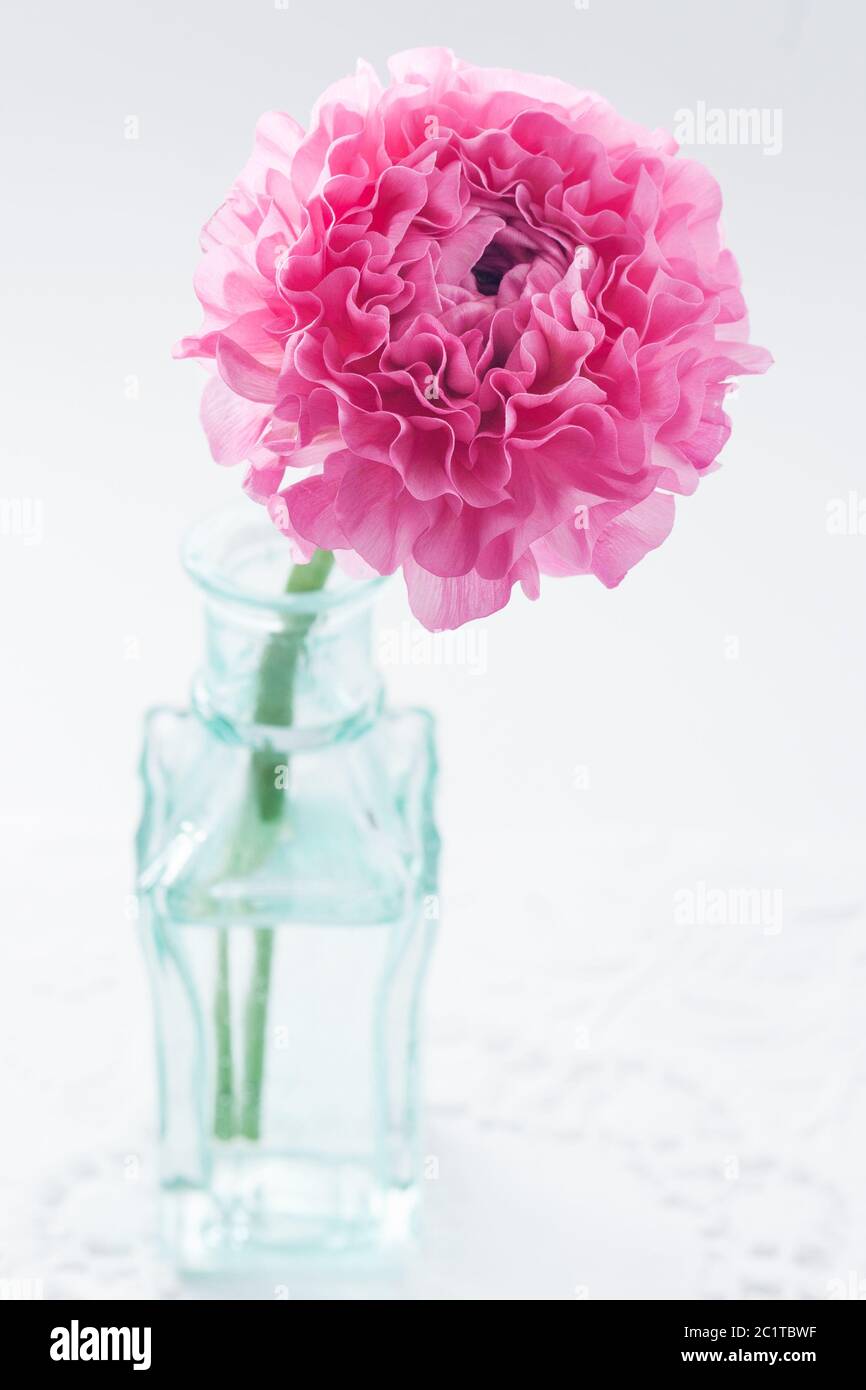 Ranunculus Pastel Pink High Resolution Stock Photography and Images - Alamy