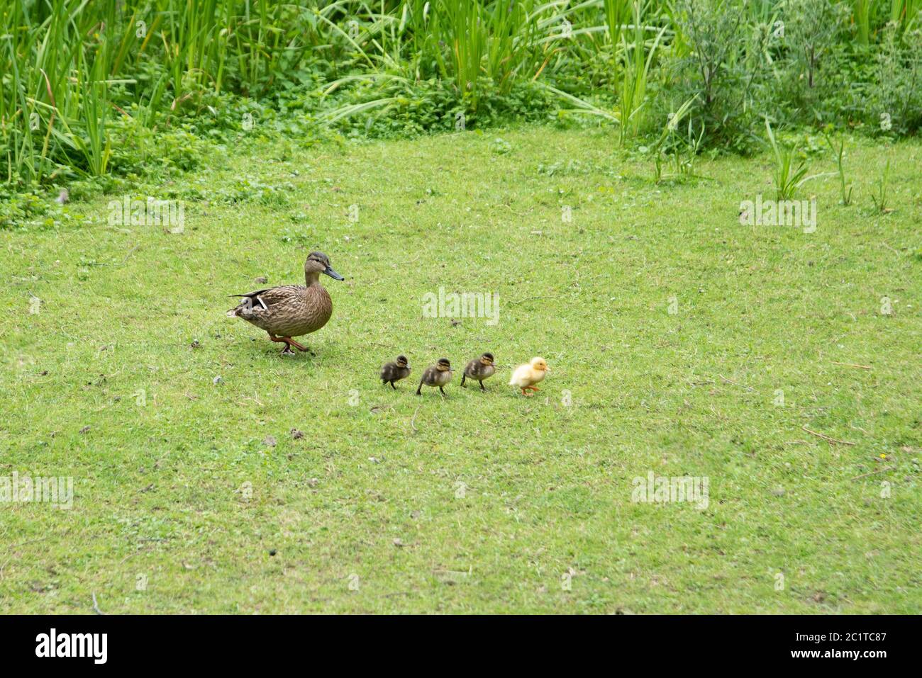 Ducklings walking hi-res stock photography and images - Alamy