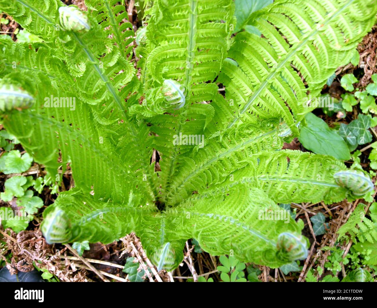 On-rolling fern in spring Stock Photo - Alamy