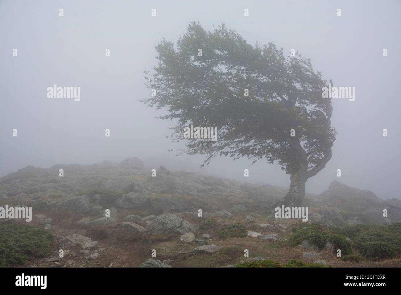 Struggling with wind hi-res stock photography and images - Alamy