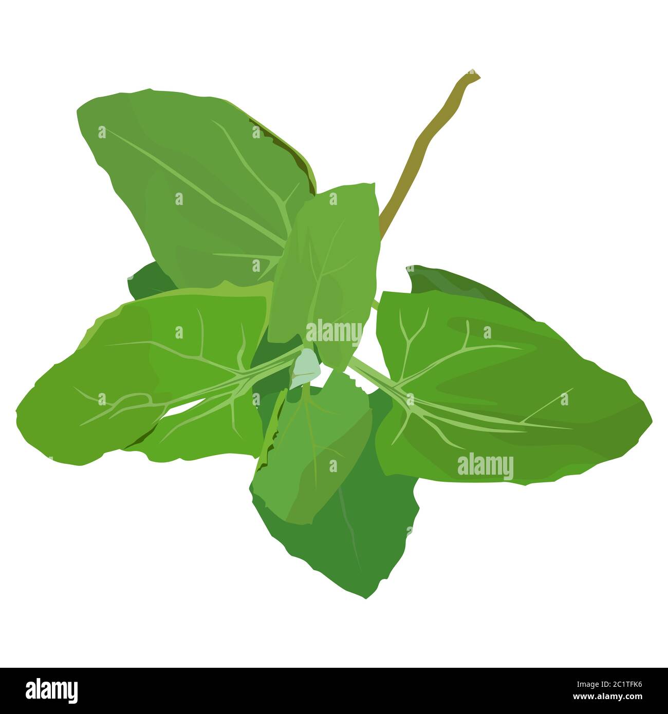 Fresh spinach plant, vector flat isolated illustration Stock Vector ...