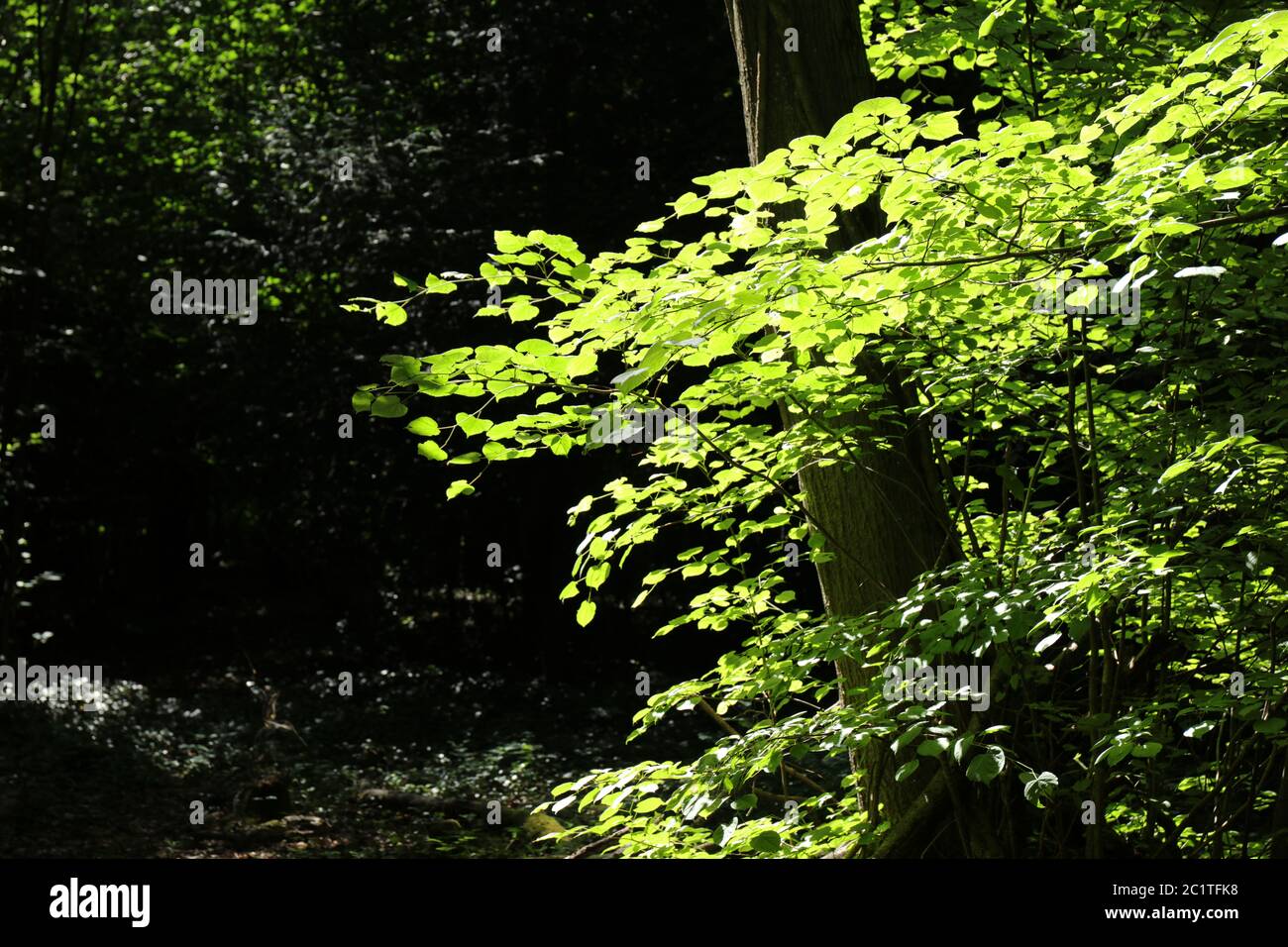 Green tree details with back lit in forest Stock Photo - Alamy