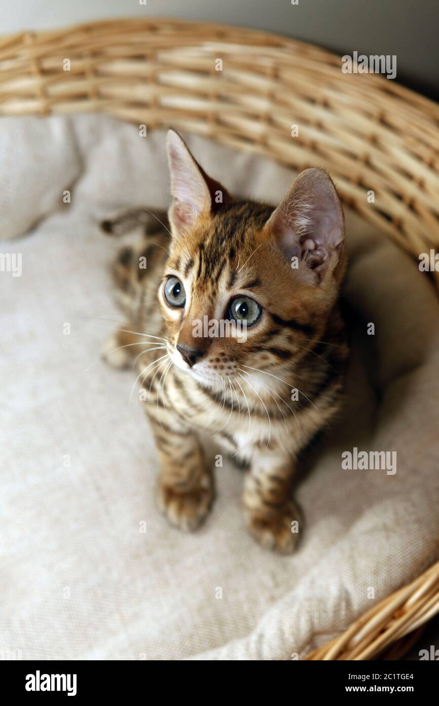 Small bengal kitten in a basket Stock Photo - Alamy
