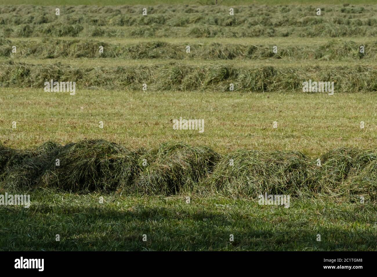 Common ryegrass hi-res stock photography and images - Alamy