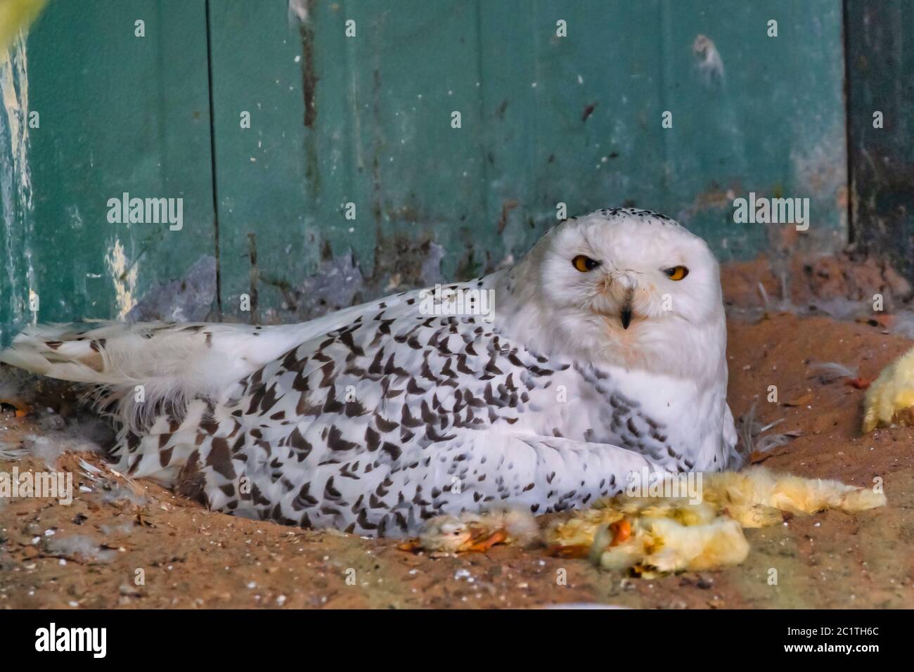 Snowy owl eating hi-res stock photography and images - Alamy