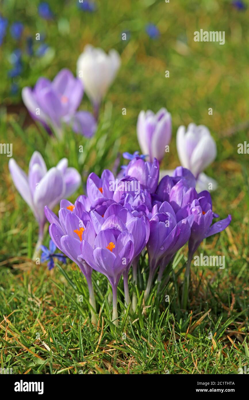 Purple march hi-res stock photography and images - Alamy