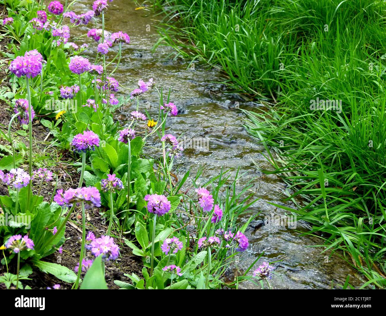 Water grass hi-res stock photography and images - Alamy