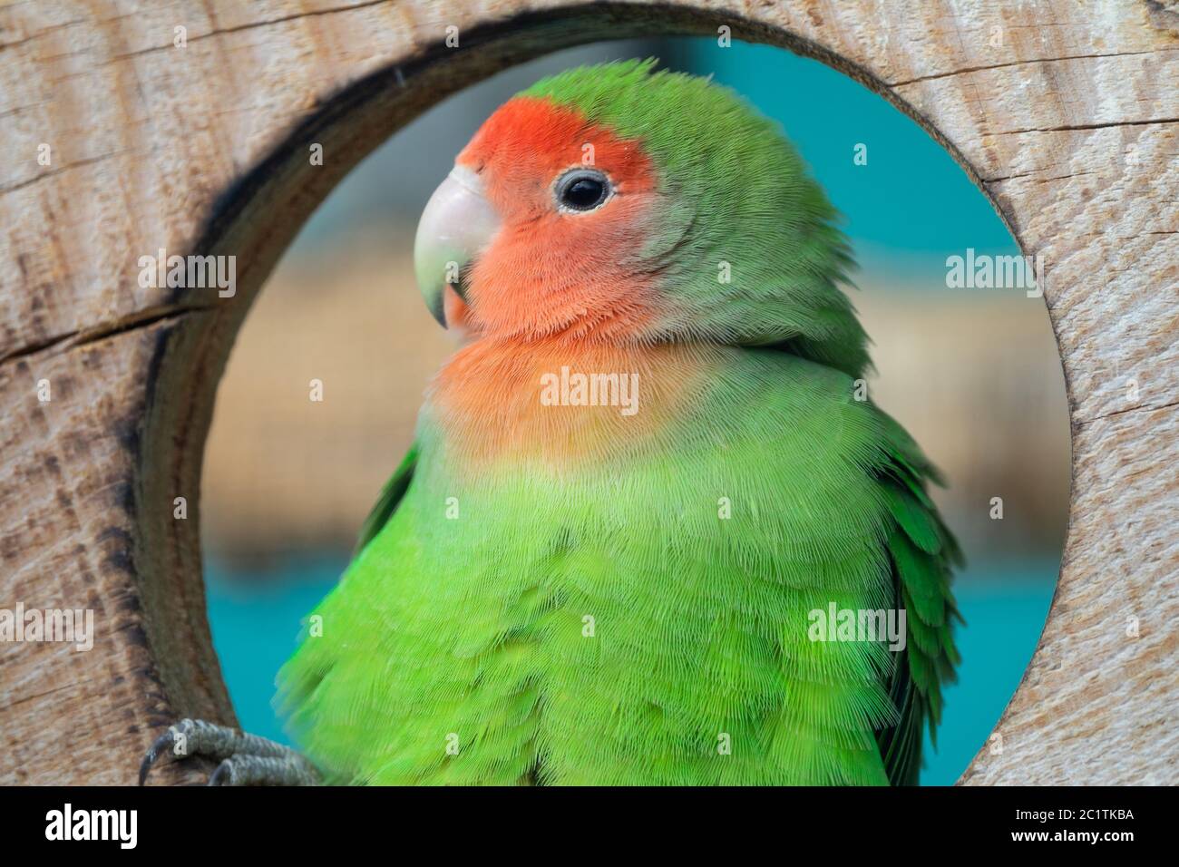 Lilian's lovebird green exotic parrot bird Stock Photo - Alamy