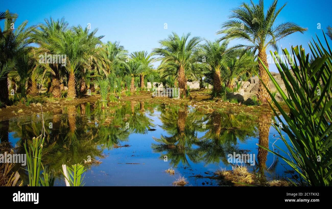 Oasis near Third Cataract of Nile near Tombos in Sudan Stock Photo - Alamy