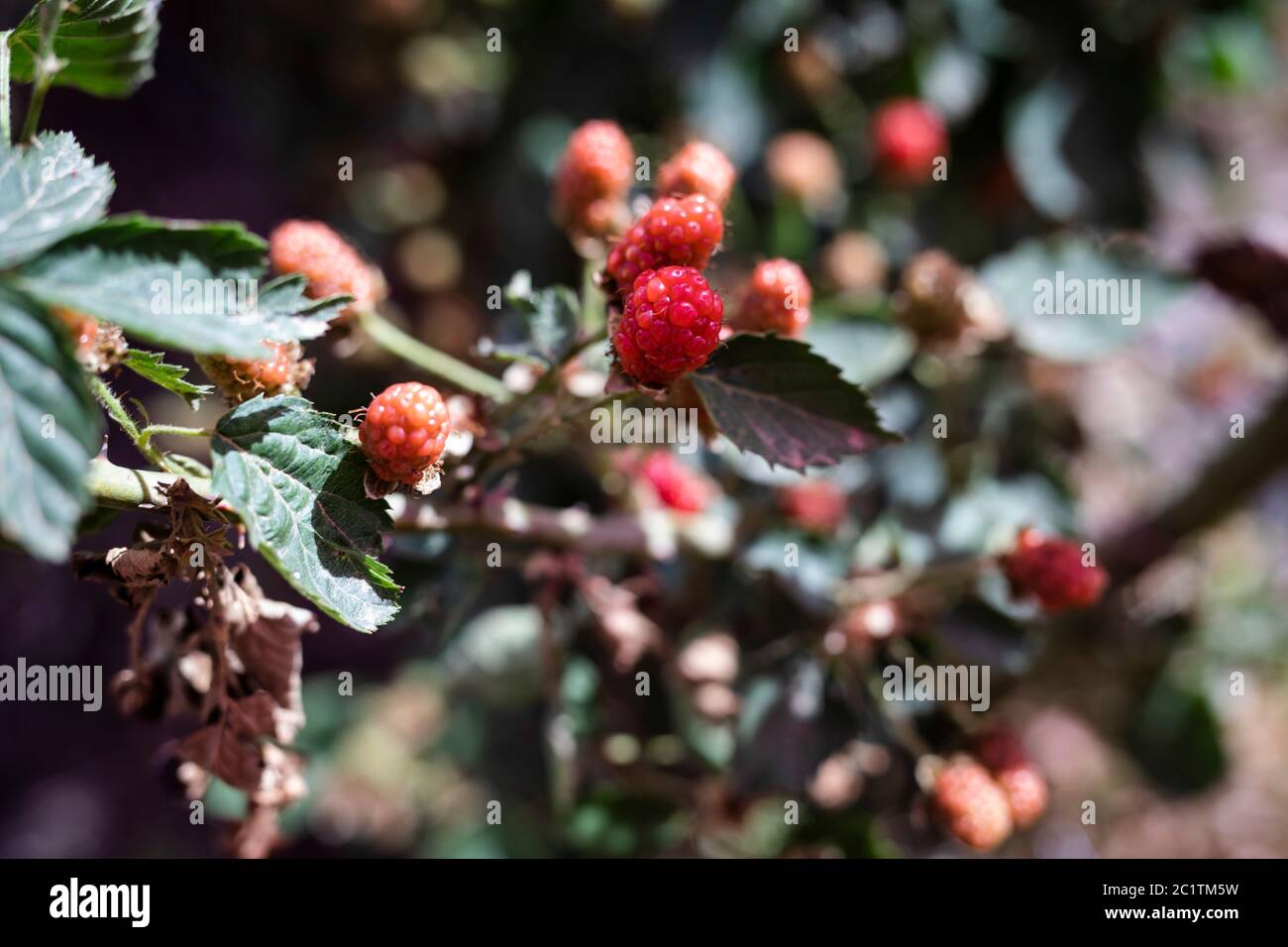 Rubus idaeus tree hi-res stock photography and images - Alamy
