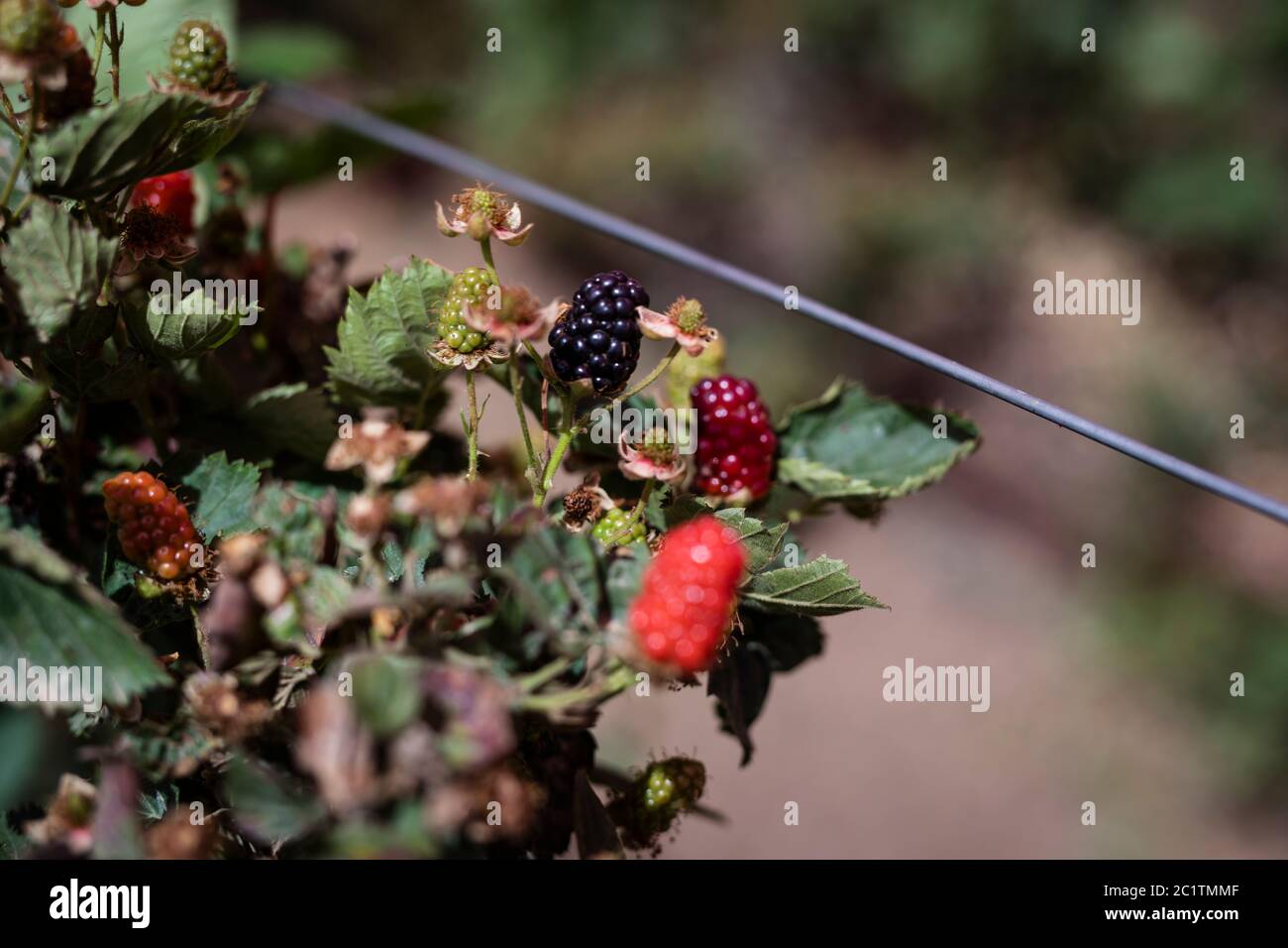Rubus idaeus tree hi-res stock photography and images - Alamy