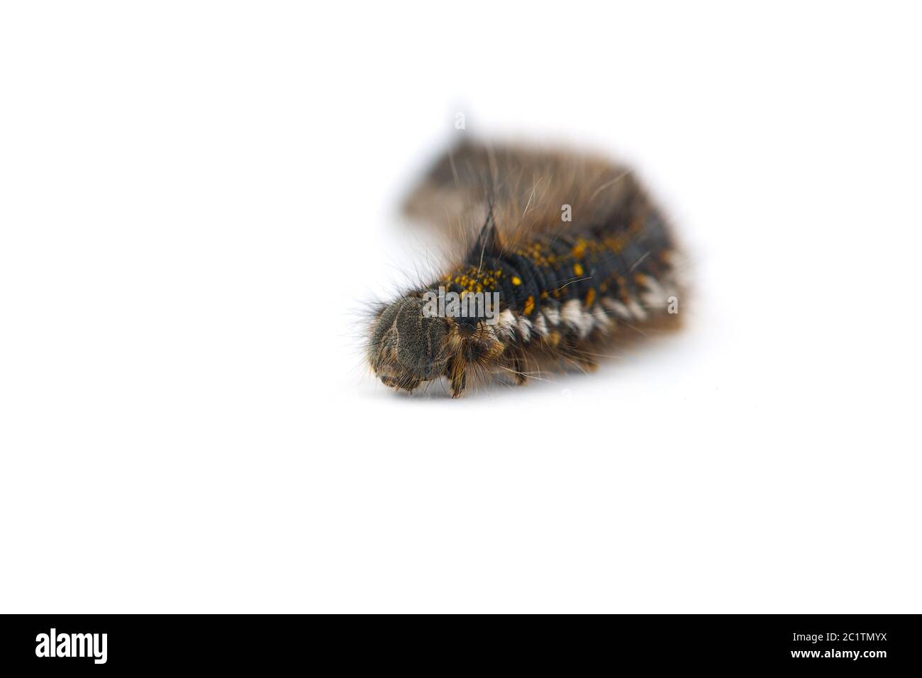 Brown tail moth larvae isolated on white background Stock Photo - Alamy