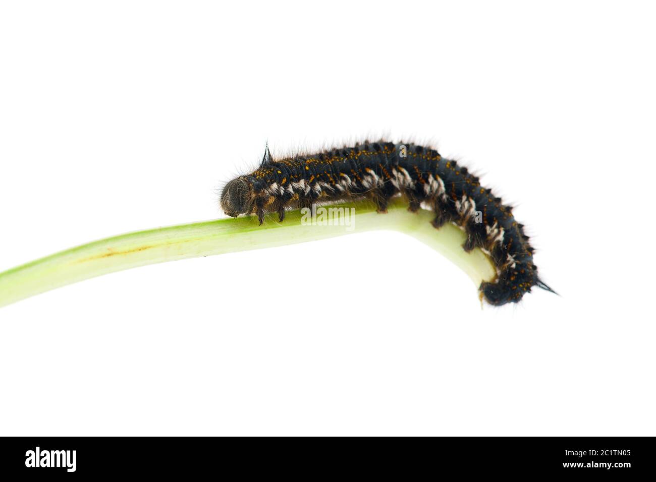Brown tail moth larvae isolated on white background Stock Photo - Alamy