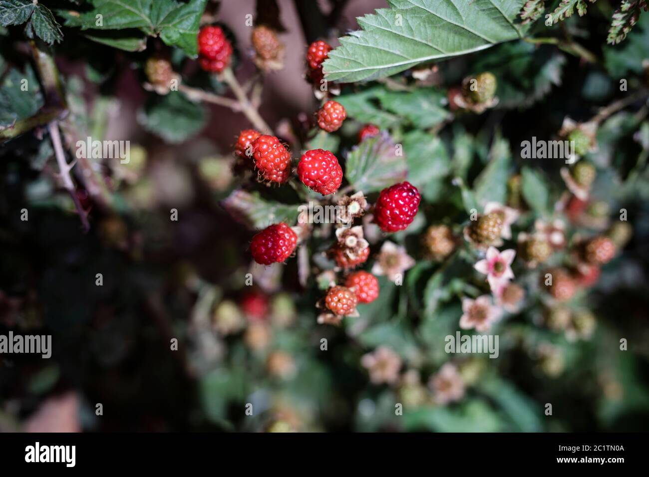 Rubus idaeus tree hi-res stock photography and images - Alamy