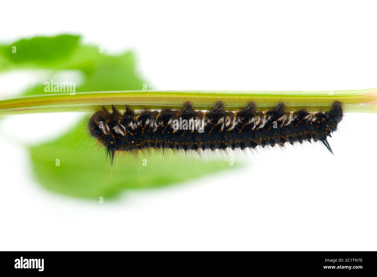 Brown tail moth larvae isolated on white background Stock Photo - Alamy